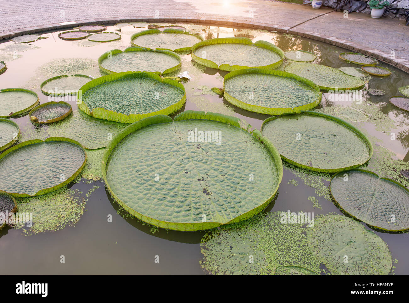 Huge floating lotus(Giant Amazon water lily,Victoria amazonia) leaves ...