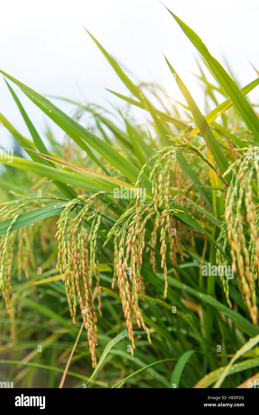 Paddy rice harvest Stock Photo - Alamy