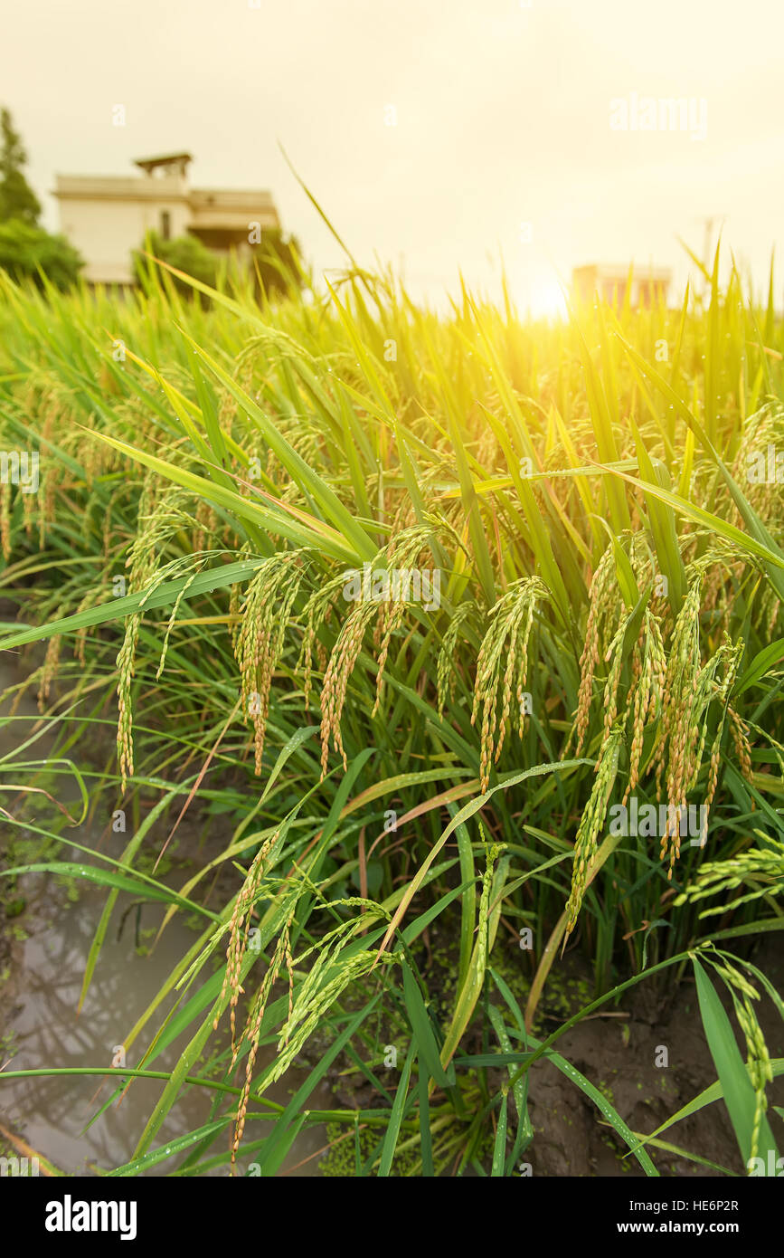 Paddy rice harvest Stock Photo - Alamy
