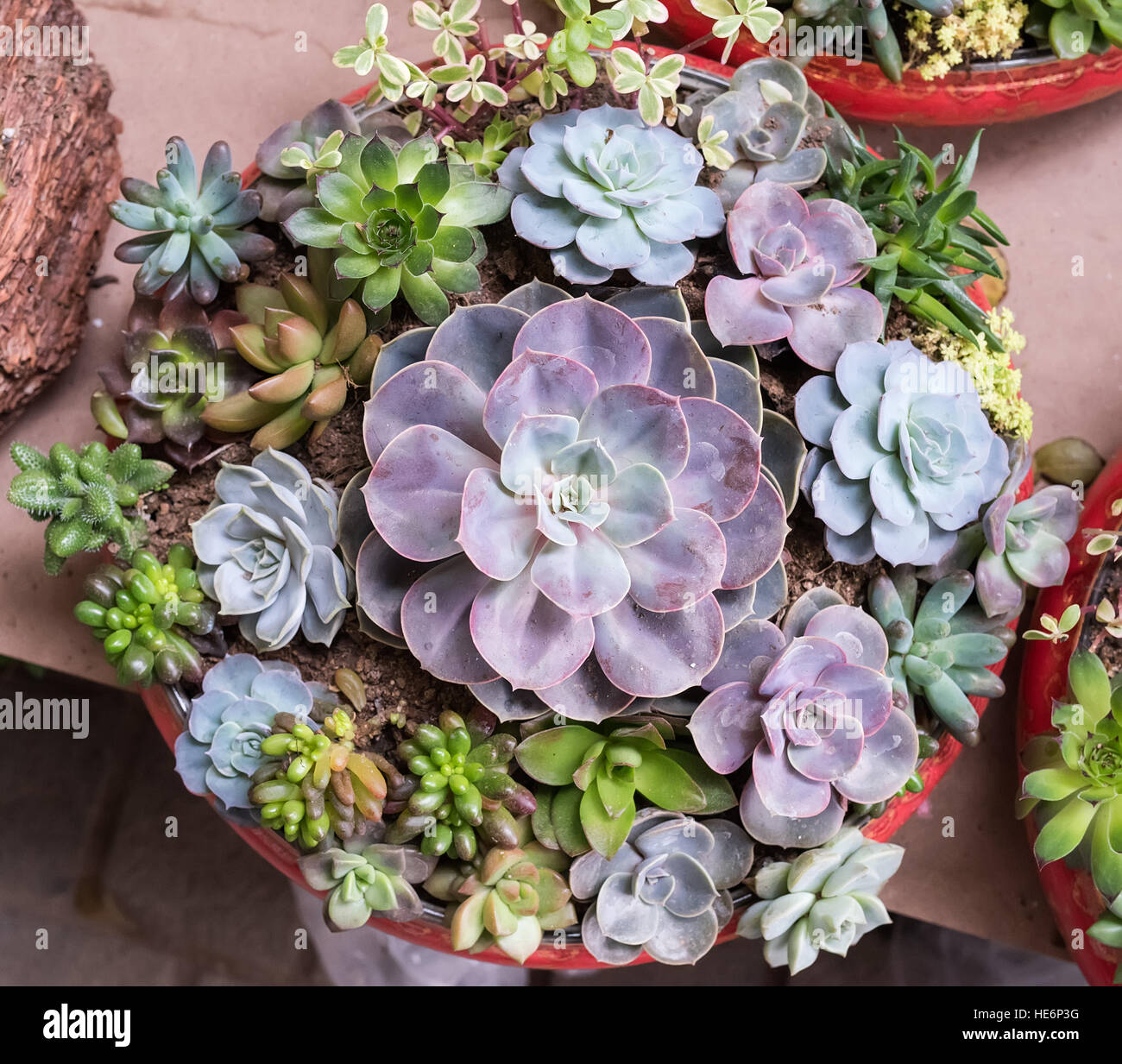 Miniature succulent plants in garden Stock Photo - Alamy
