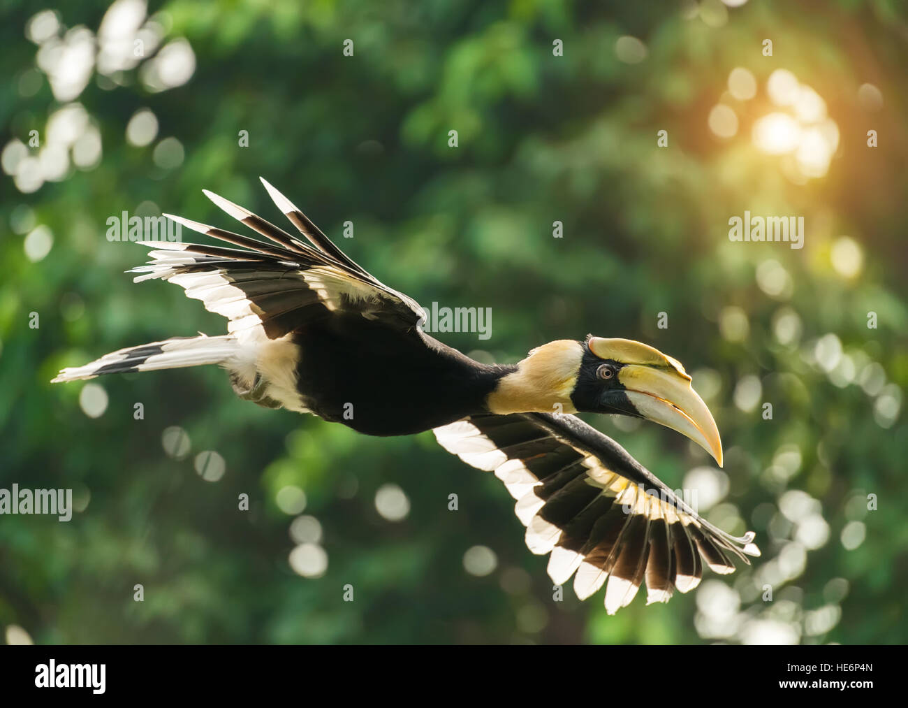 Great hornbill in rainforest Stock Photo - Alamy