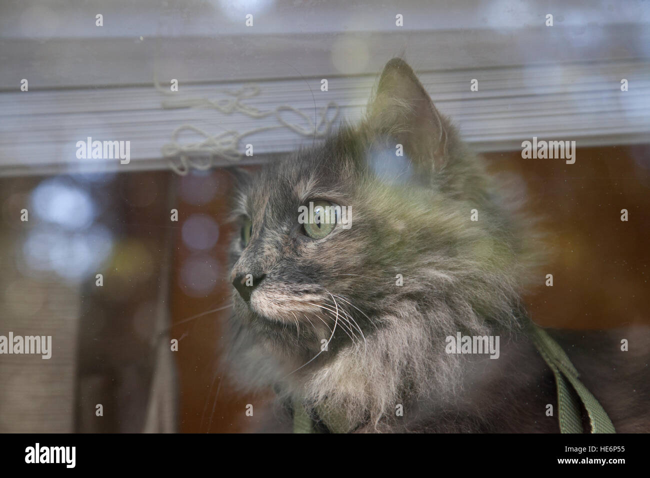 Gray cat staring out of a window Stock Photo - Alamy