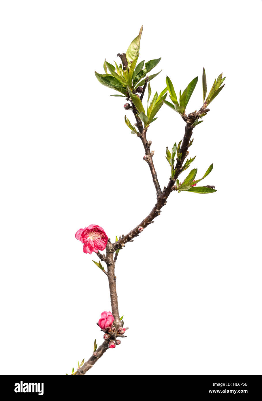 Cherry blossom rural Cut Out Stock Images & Pictures - Alamy