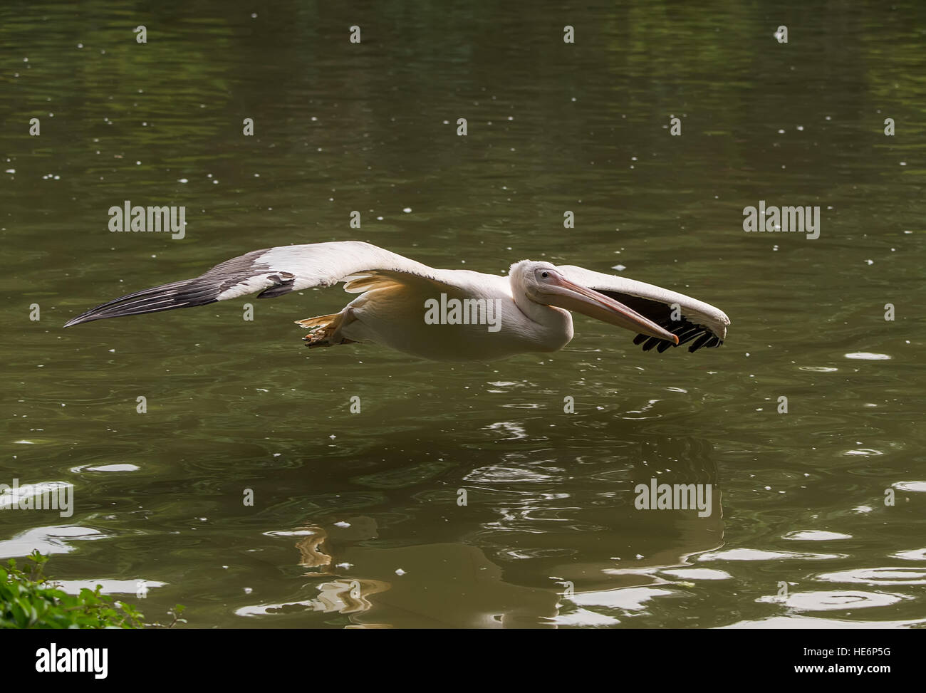 White Pelican in flight Stock Photo - Alamy
