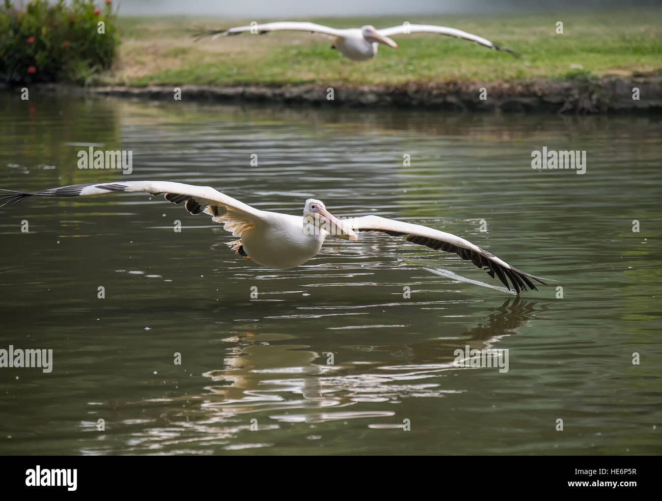 White Pelican in flight Stock Photo - Alamy