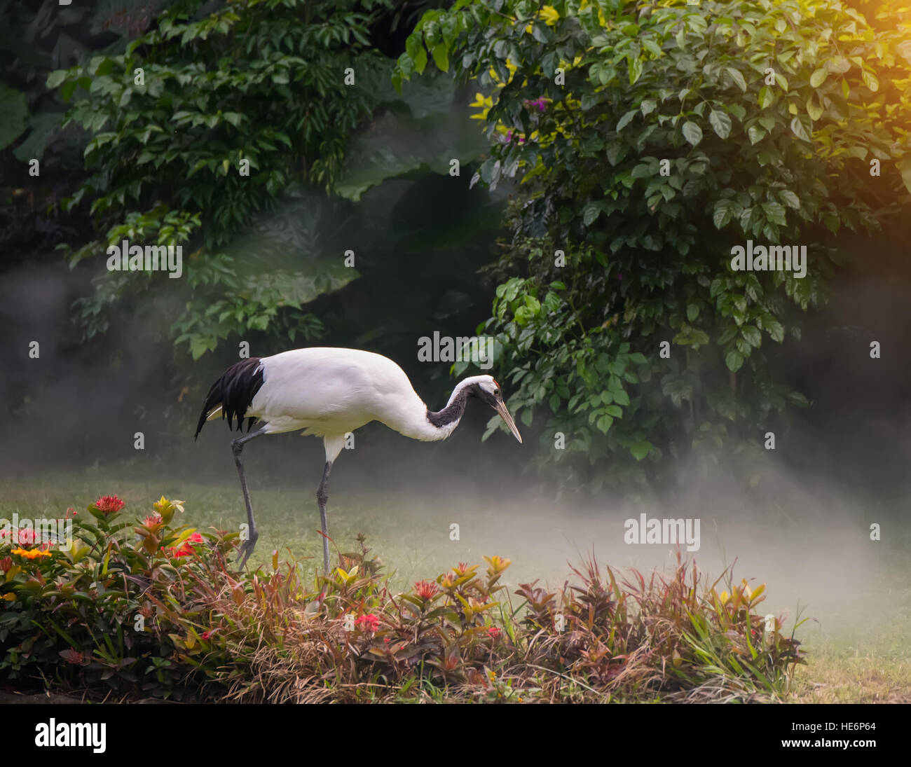 Red-Crowned crane in zoo Stock Photo - Alamy