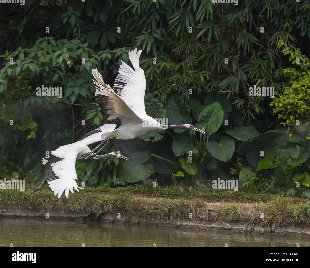 Red-Crowned crane in zoo Stock Photo - Alamy