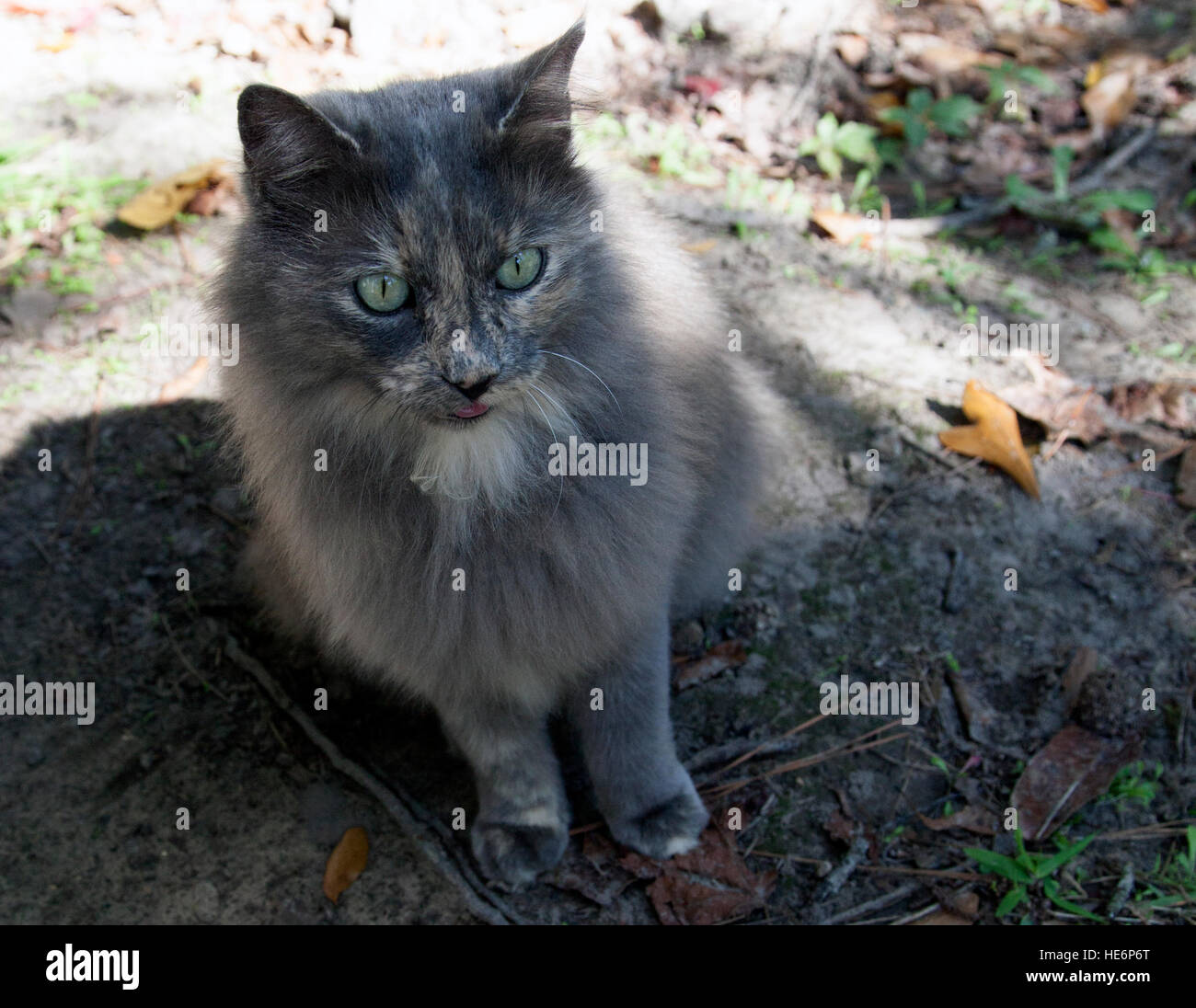 Cat waiting outside Stock Photo - Alamy