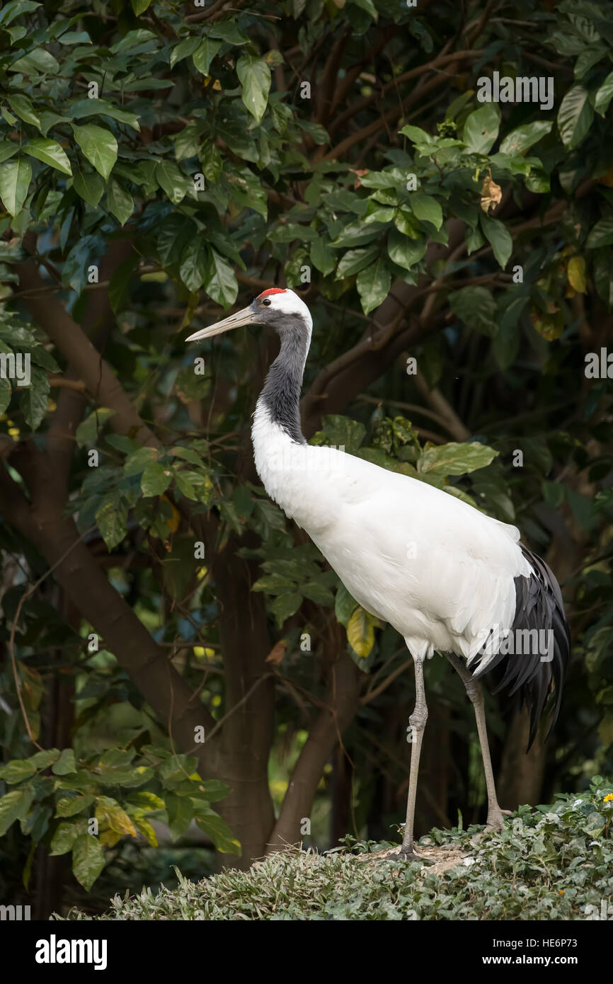 Red-Crowned crane in zoo Stock Photo - Alamy