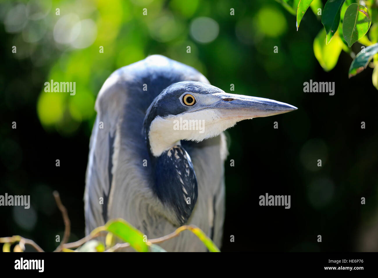 Black headed herons hi-res stock photography and images - Alamy