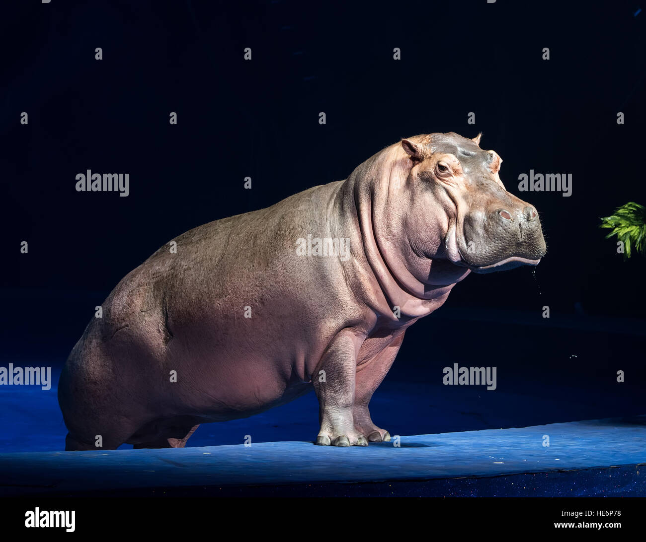 Sparring Hippos in zoo Stock Photo - Alamy