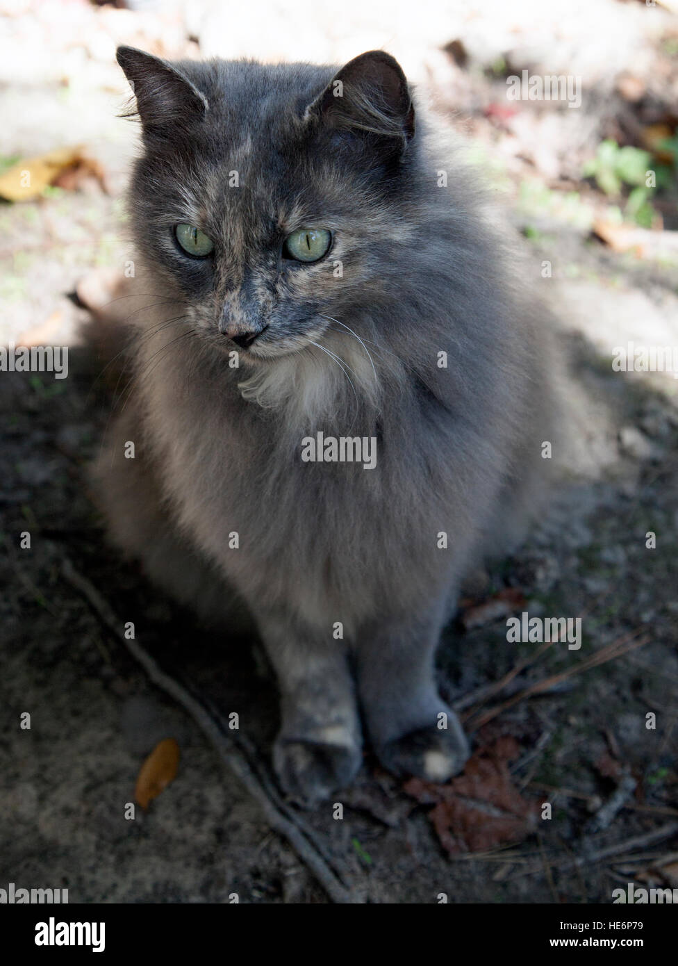Cat waiting outside Stock Photo - Alamy