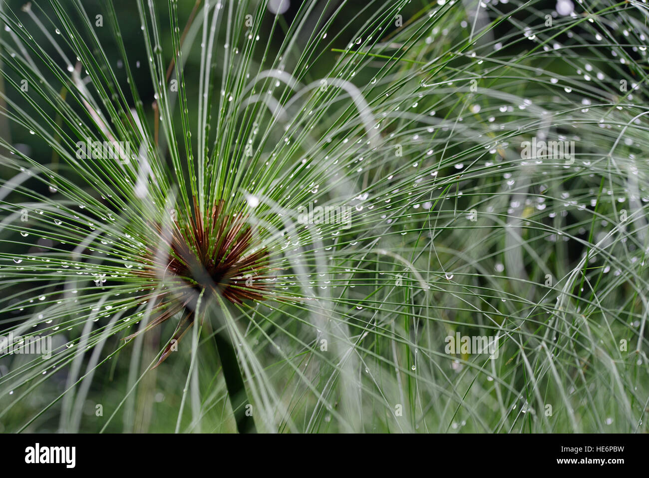 Raindrops on plant in Singapore botanic gardens Stock Photo - Alamy