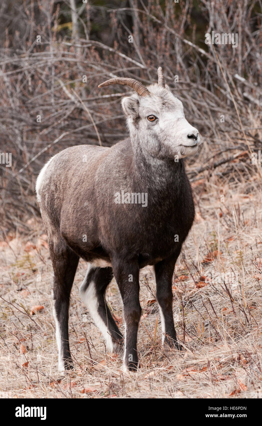 Stone sheep hi-res stock photography and images - Alamy