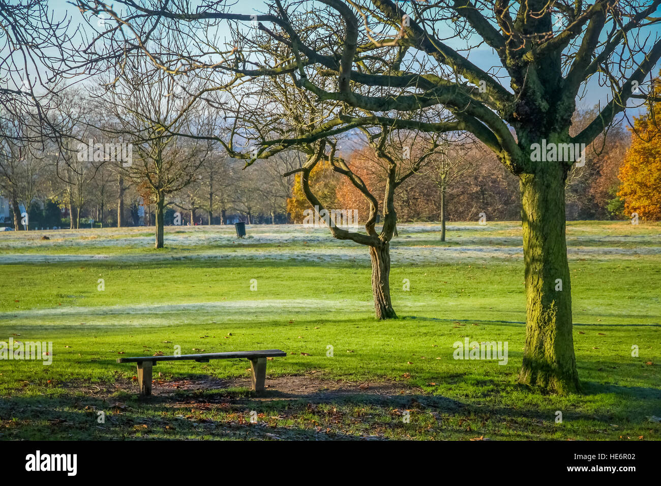 Lonesome park bench in autumn hi-res stock photography and images - Alamy