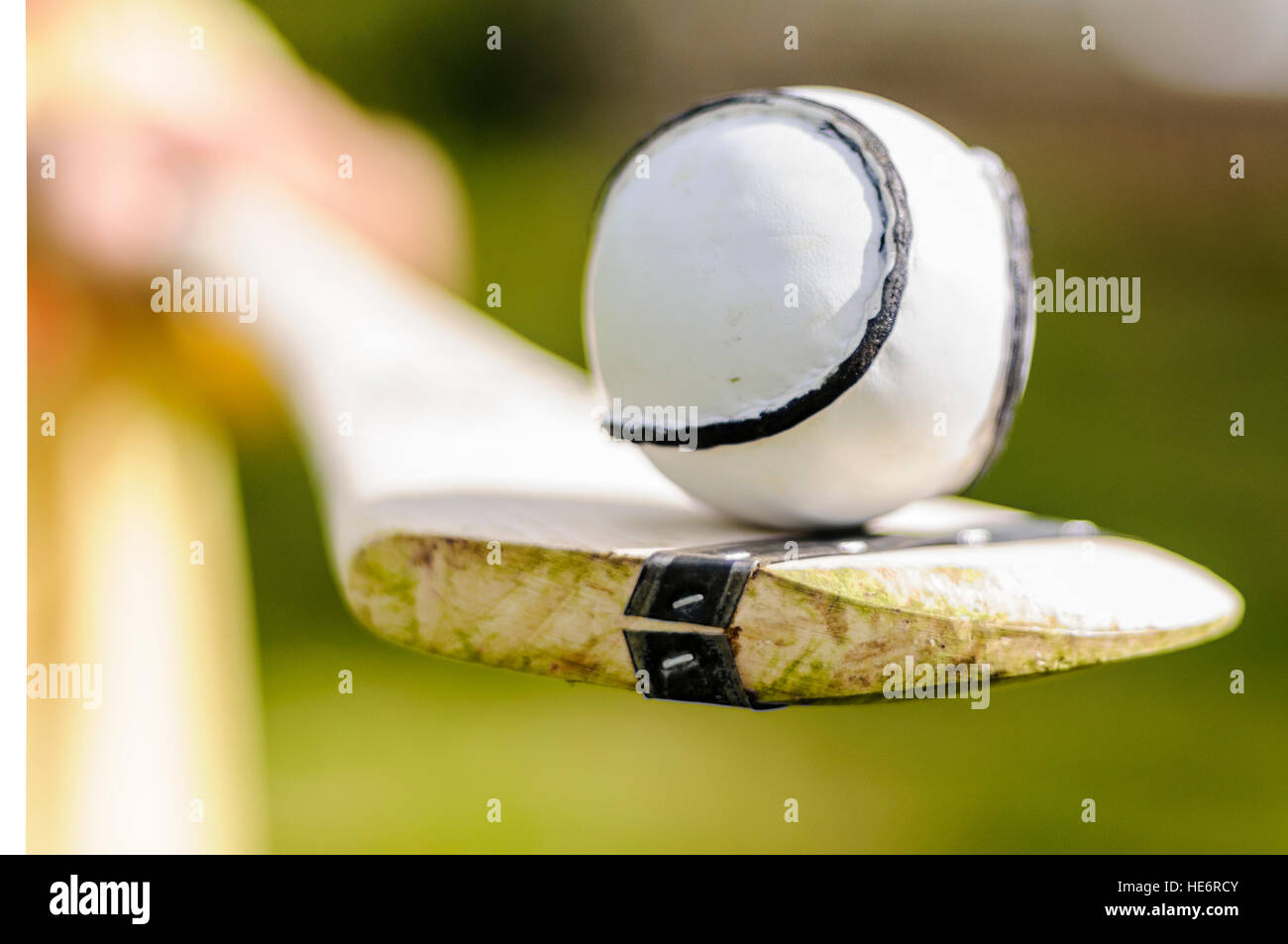 Sloitar (ball) on a hurl, used in the Irish game of Hurling, the ...