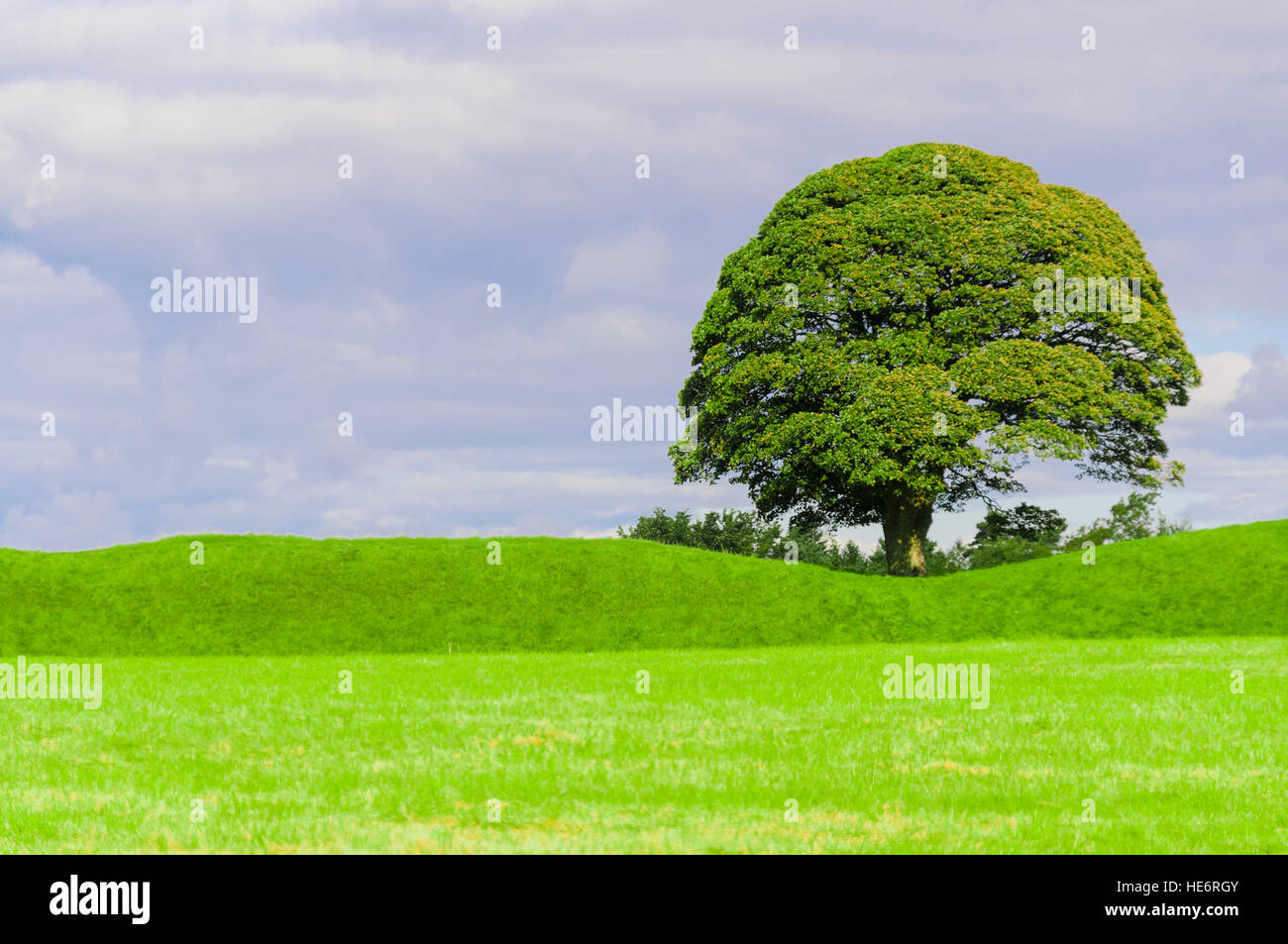 Druid oak tree hi-res stock photography and images - Alamy