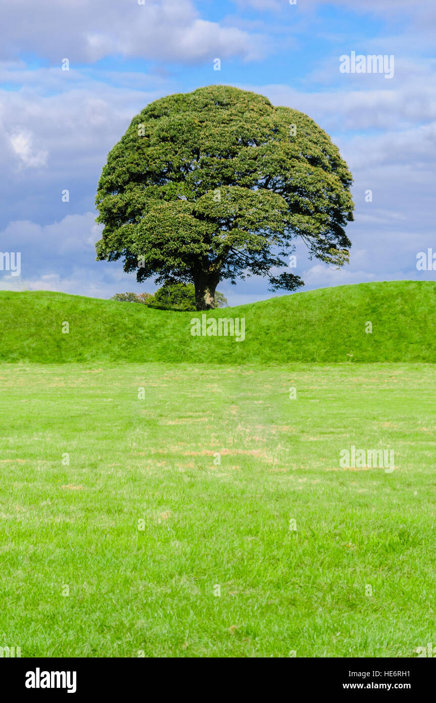 Giants ring tree hi-res stock photography and images - Alamy