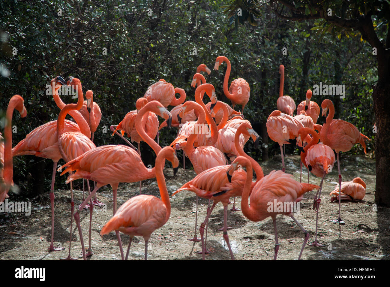 Flamingos at Ueno zoo in Tokyo, Japan. It is Japan oldest zoo, opened ...