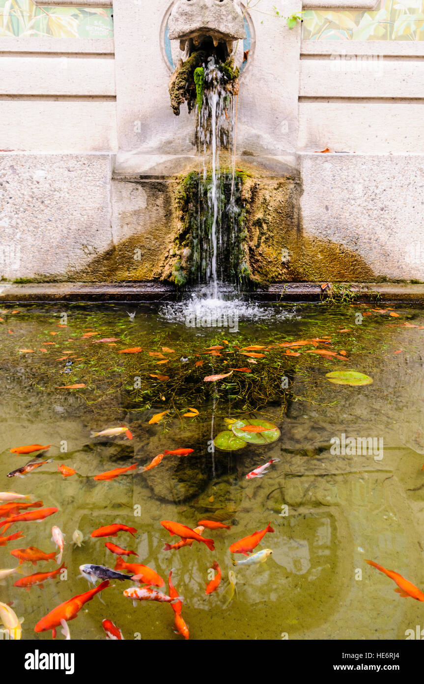 Goldfish in a pond in a formal garden with a water fountain Stock Photo ...