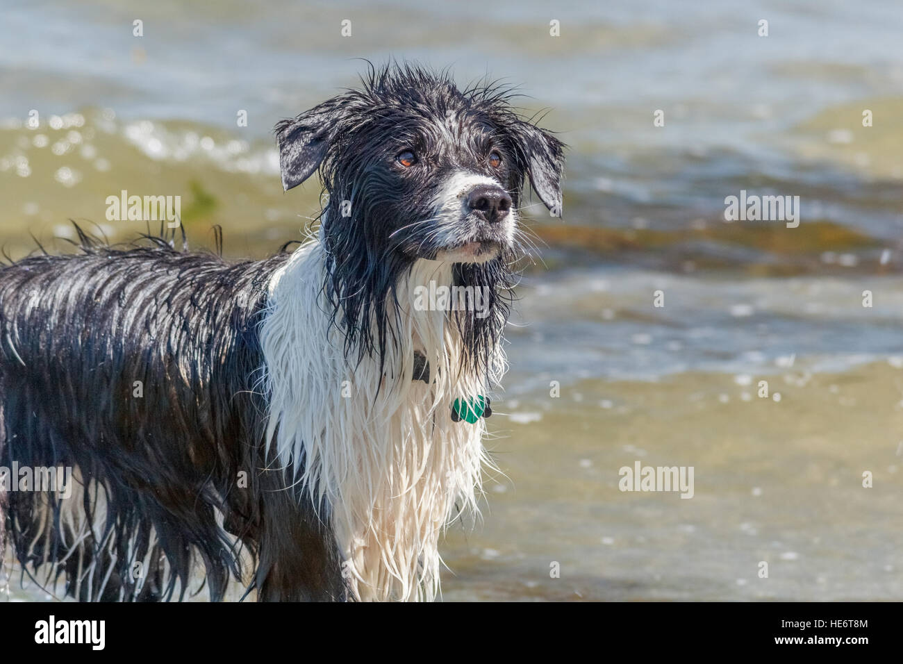 Wet Border Collie High Resolution Stock Photography and Images - Alamy