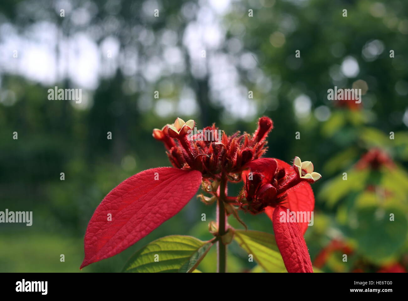 Red an white flower hi-res stock photography and images - Alamy