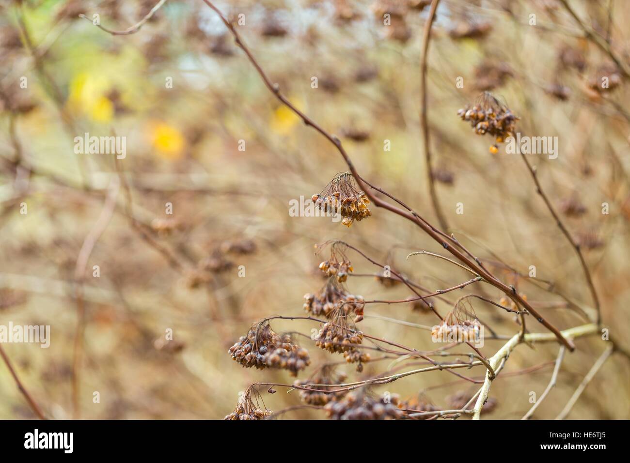 Dry plant photographed in winter. Natural abstract background with ...