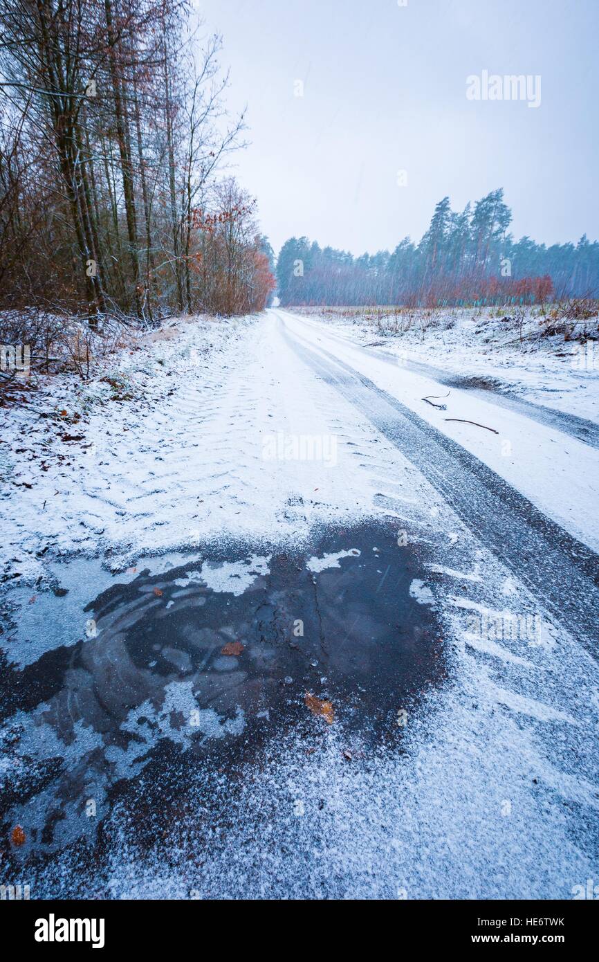 Sandy road in winter forest, bad weather landscape. European forest ...