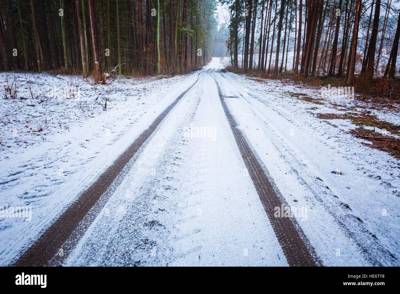 Sandy road in winter forest, bad weather landscape. European forest ...