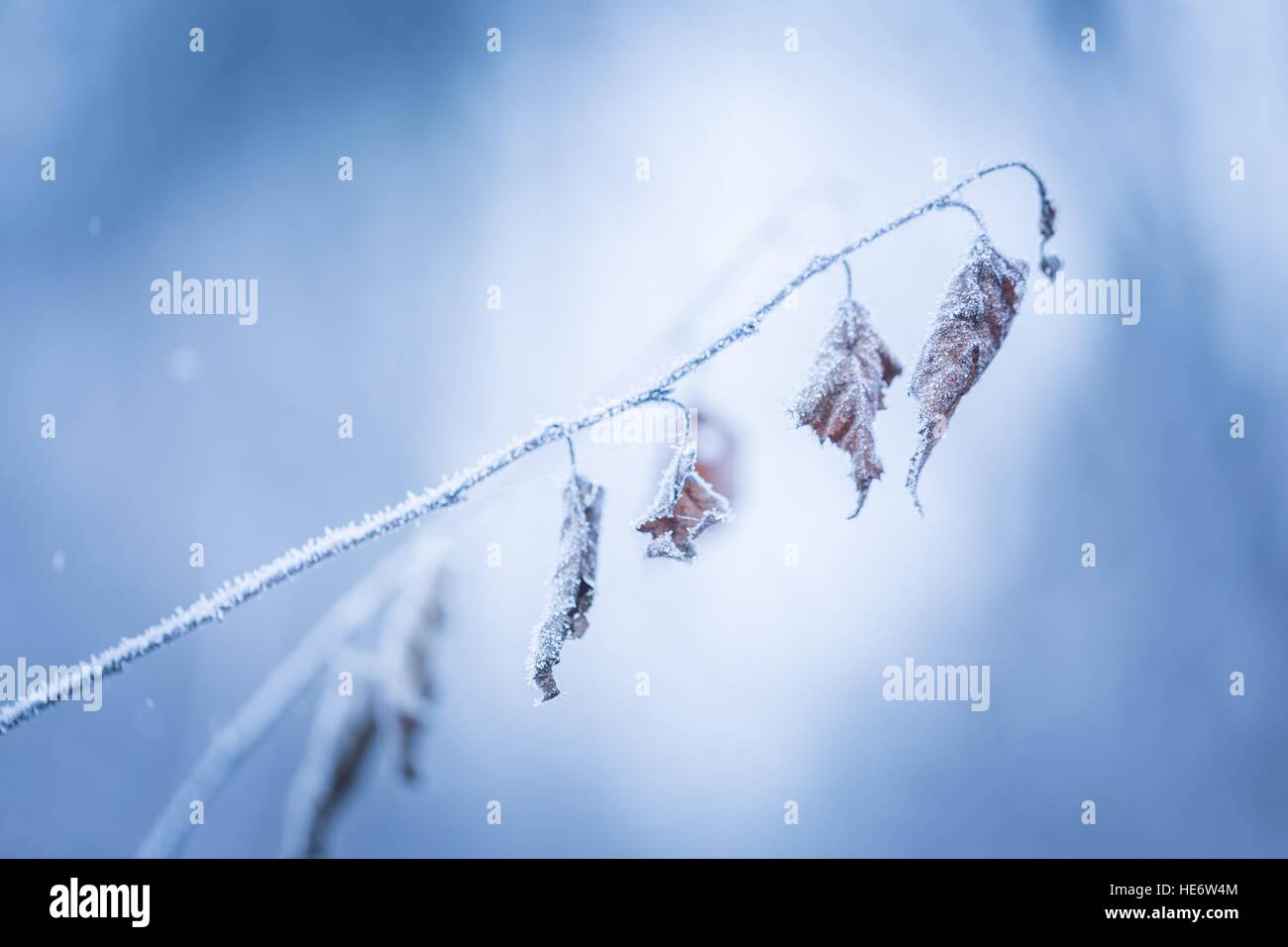 Beautiful frozen tree branch with dead leaves and ice crystals. Close ...