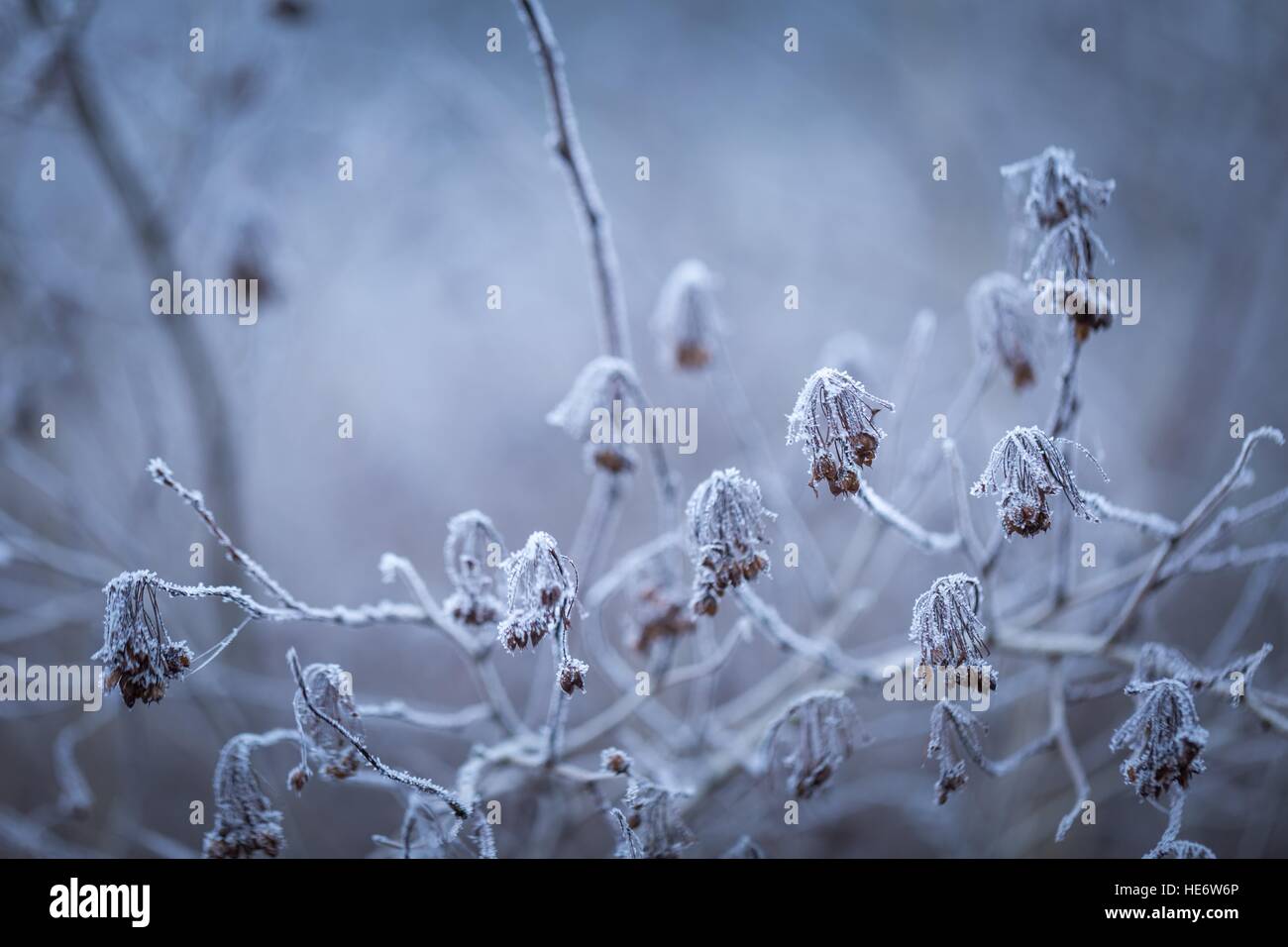 Rime on plants. Close up of plant with beautiful hoarfrost, soothing ...