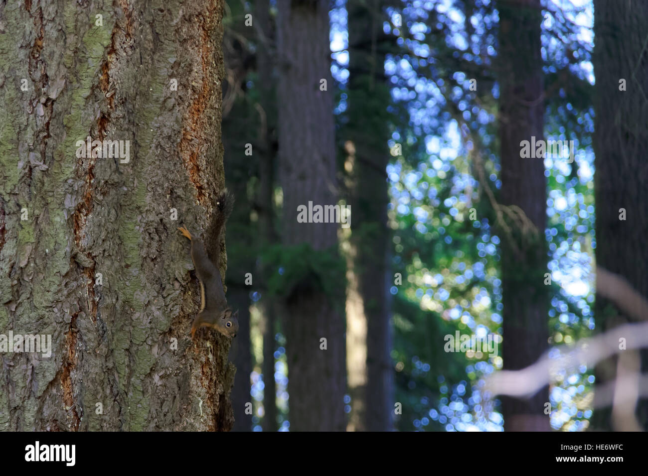Surprised Squirrel High Resolution Stock Photography and Images - Alamy