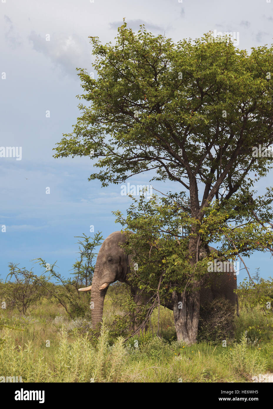 Very old elephant hi-res stock photography and images - Alamy