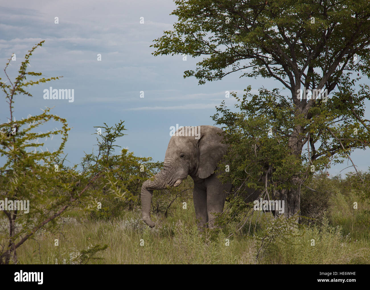 Tree shade elephant hi-res stock photography and images - Alamy