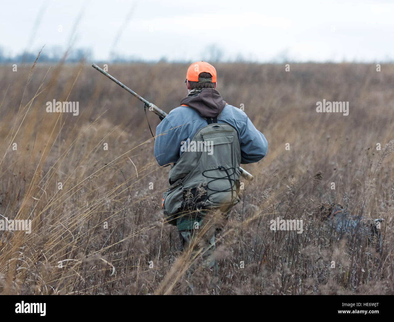 A young Pheasant hunter Stock Photo - Alamy