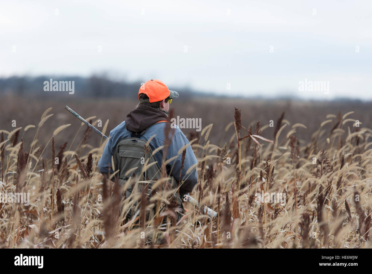 A young Pheasant hunter Stock Photo - Alamy