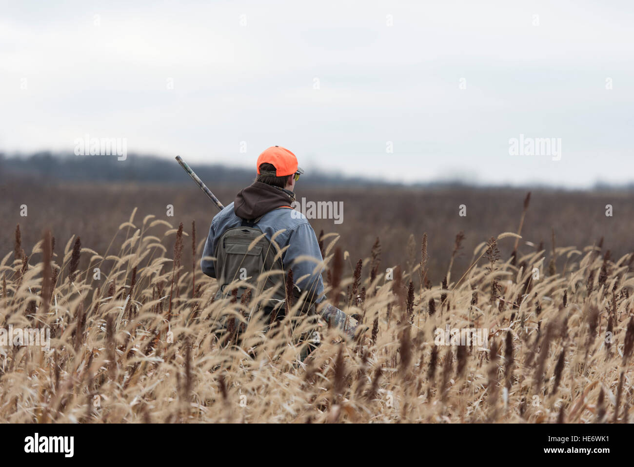 A young Pheasant hunter Stock Photo - Alamy