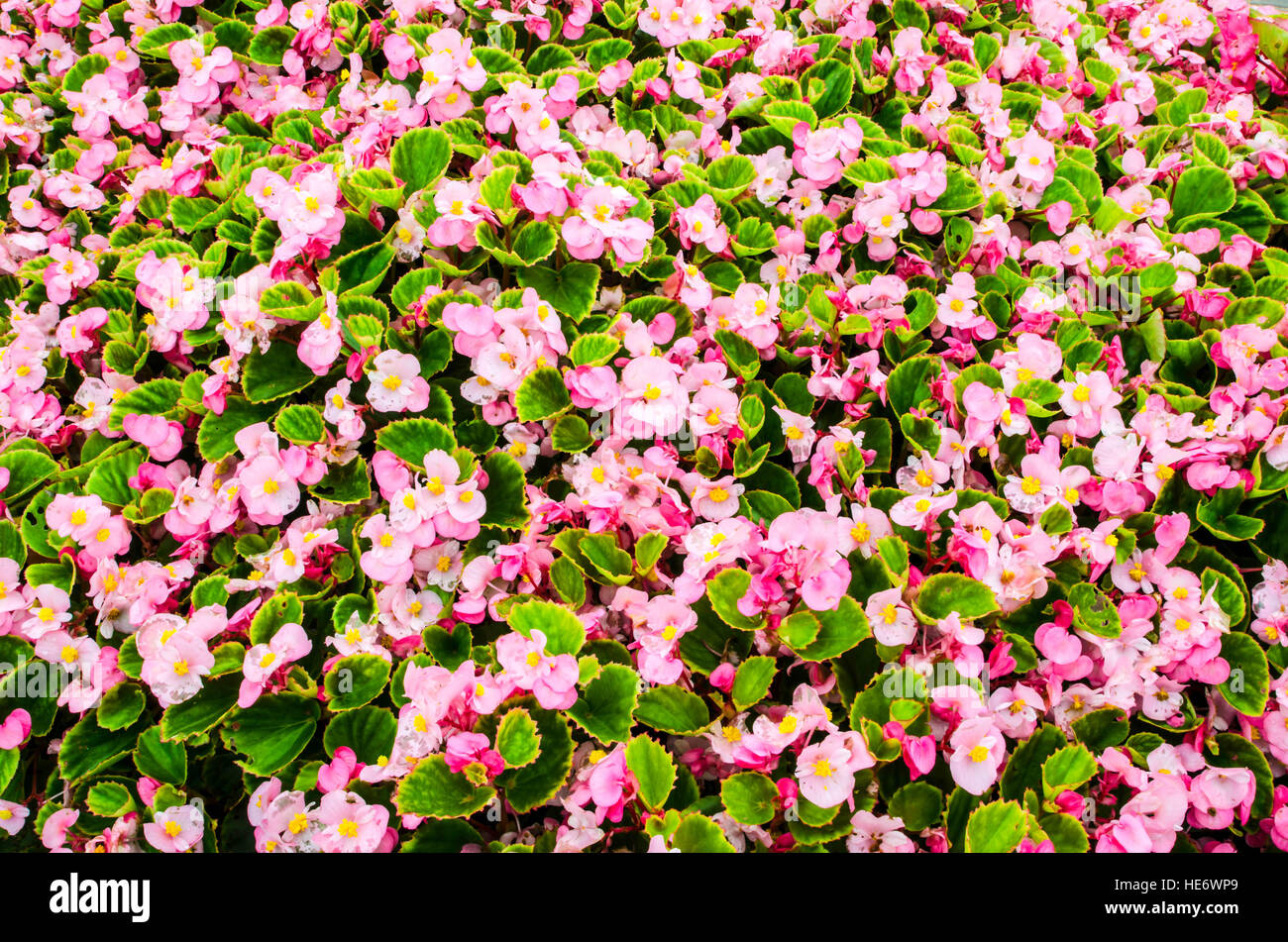 Beautiful floral background Stock Photo - Alamy