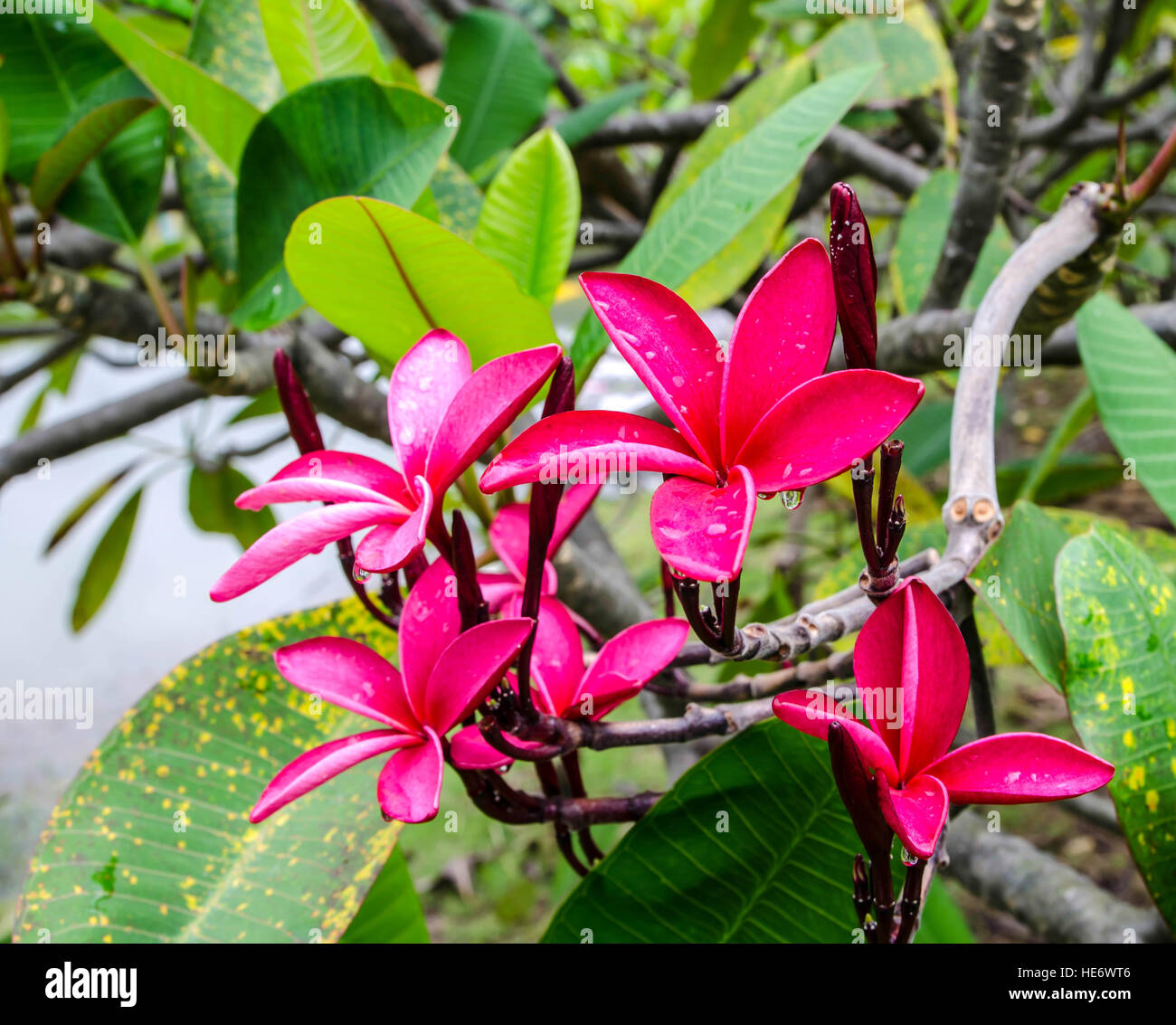 Red frangipani hi-res stock photography and images - Alamy