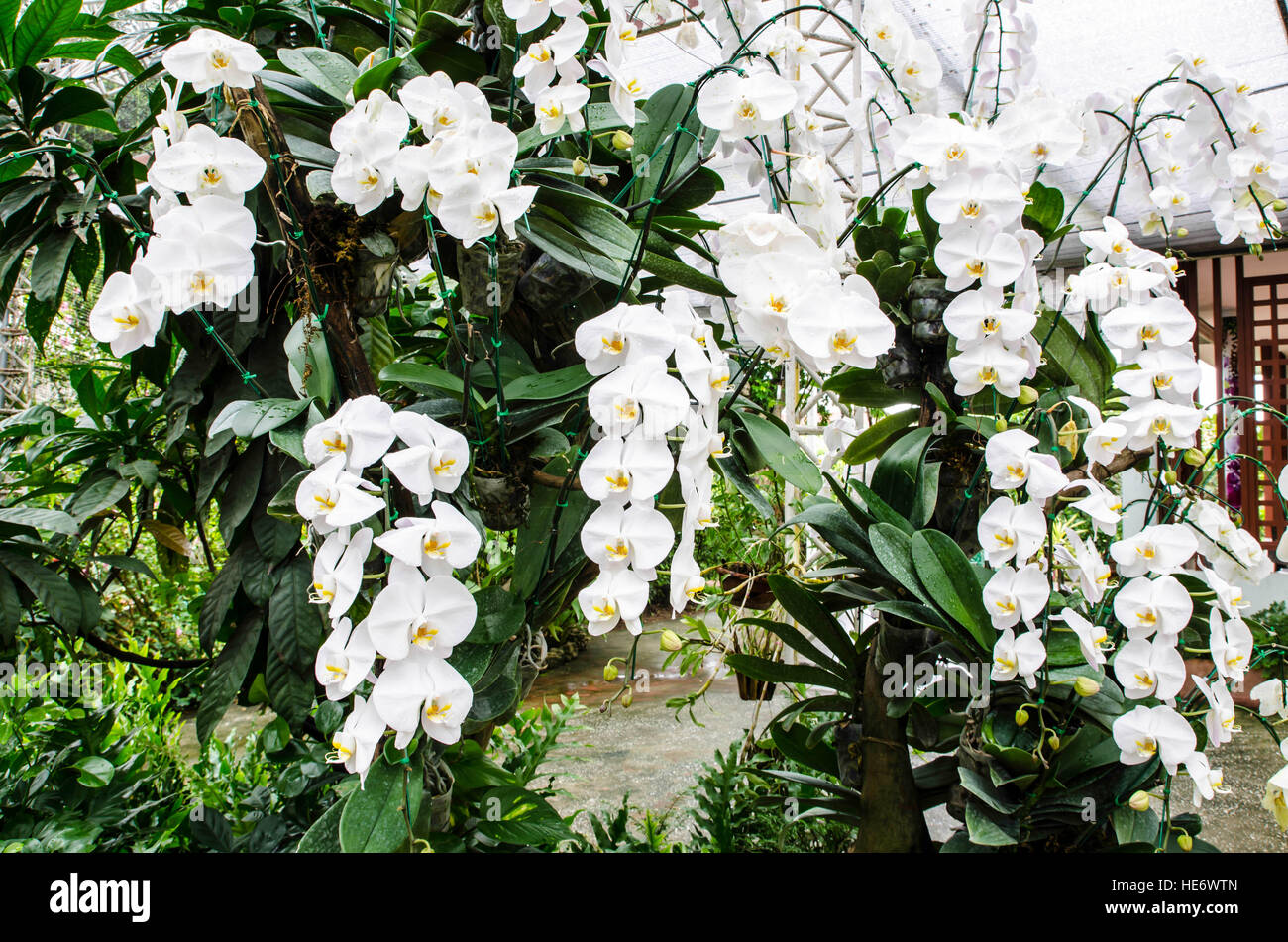 White cattleya orchid hi-res stock photography and images - Alamy