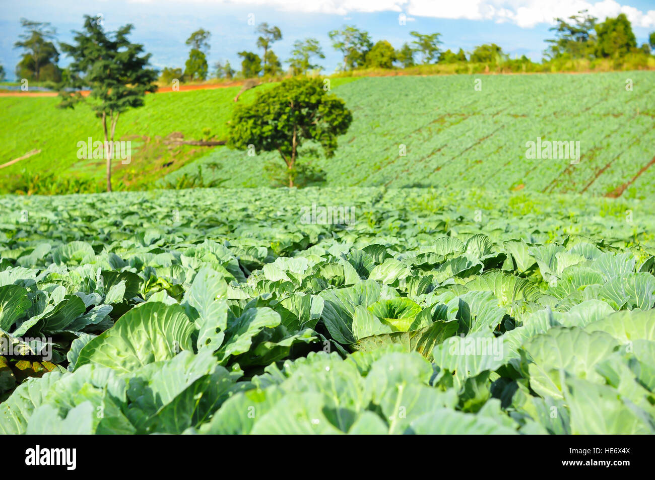 Cabbage farm hi-res stock photography and images - Alamy