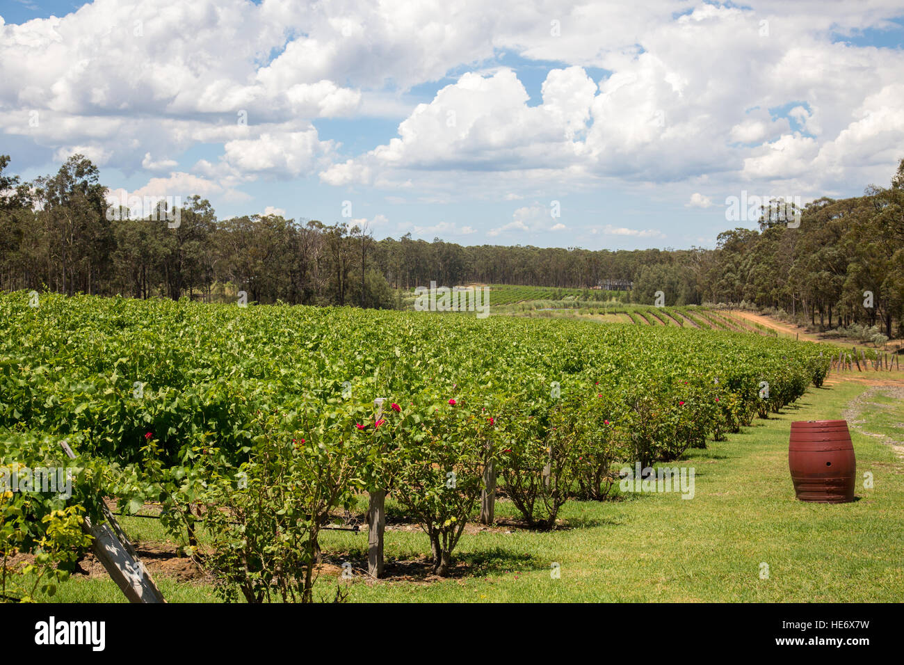 The Hunter Valley Wine region vineyards is a 2 hour drive north of ...