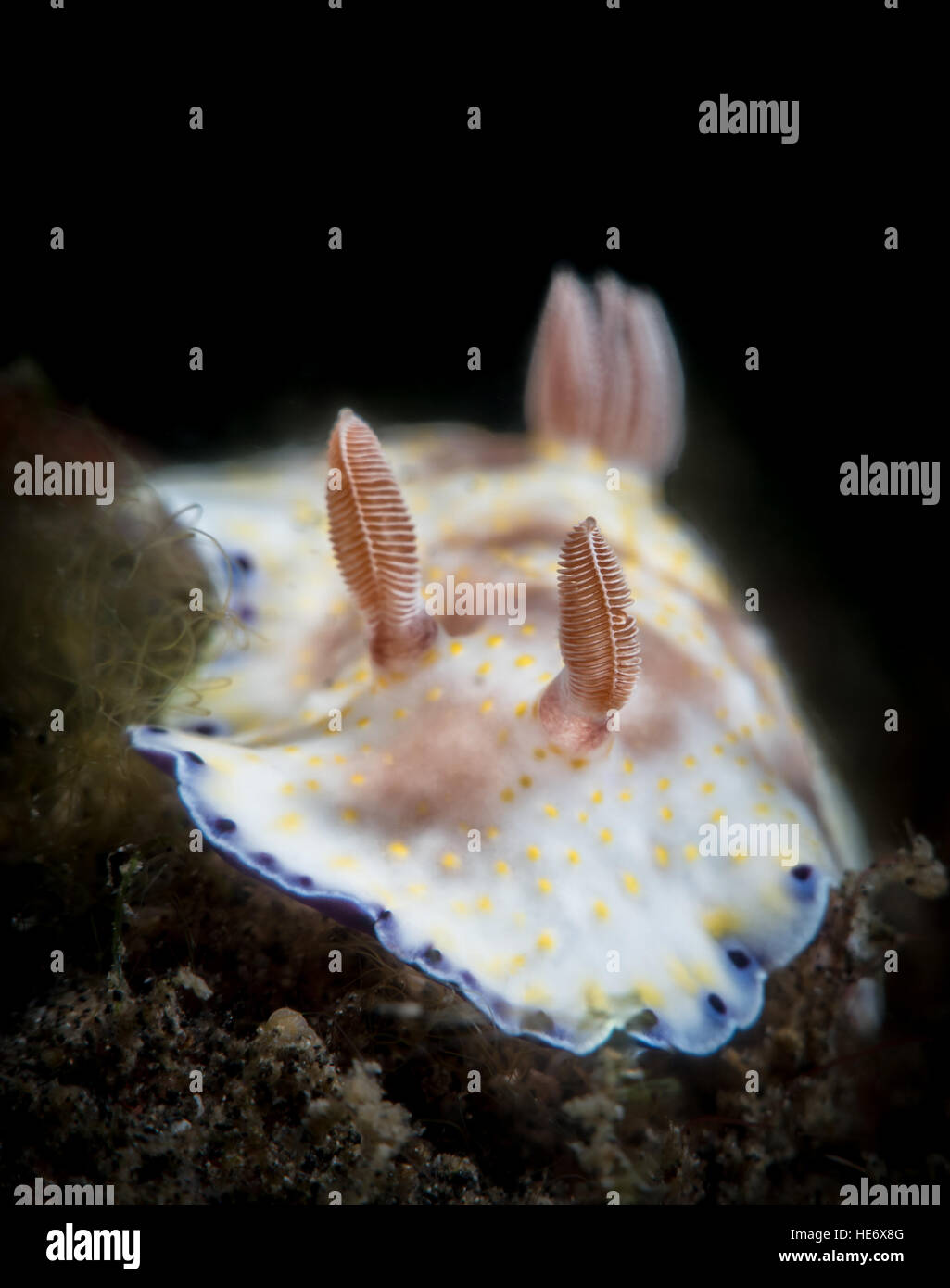 Chromodoris hi-res stock photography and images - Alamy