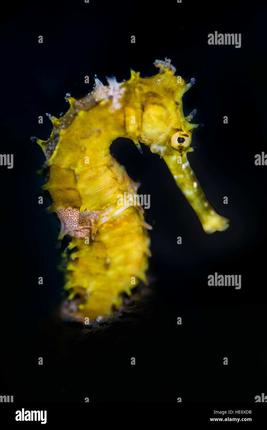 Blue hippocampus hi-res stock photography and images - Alamy