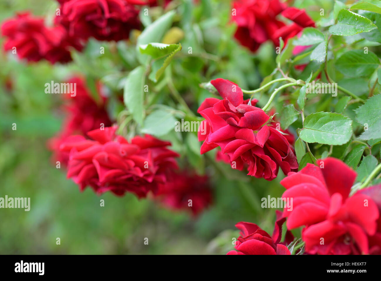 Bush flower red rose Stock Photo - Alamy
