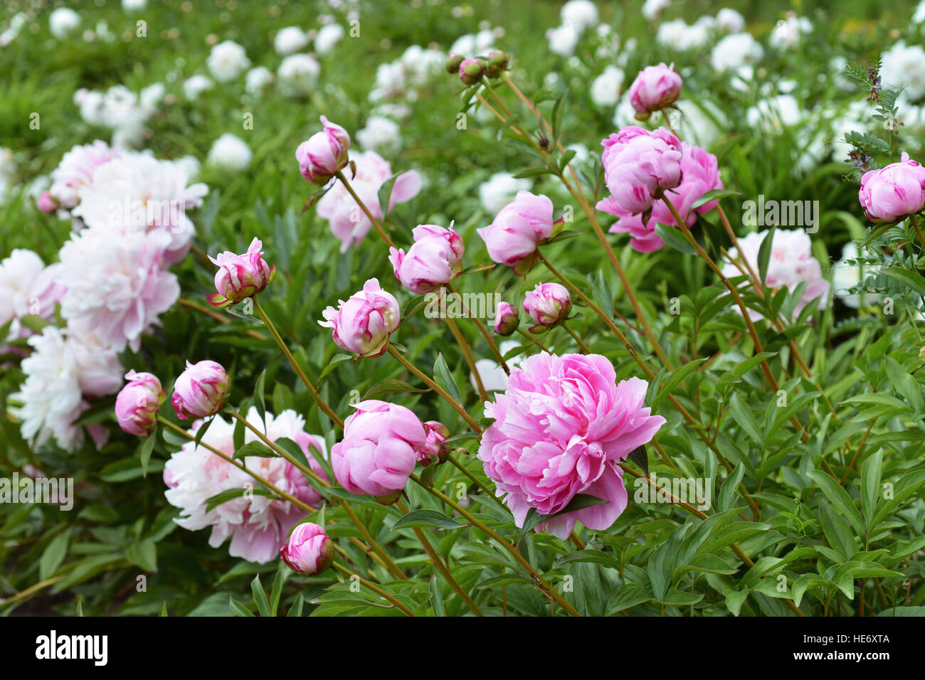 Flowers pink peonies in the garden Stock Photo - Alamy