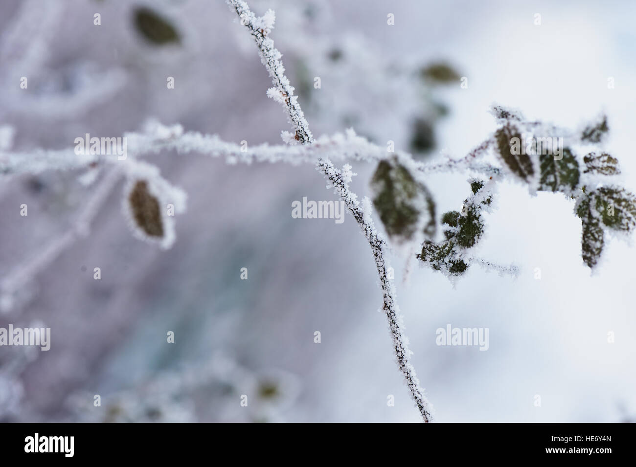 Branches in frost in a cold winter day. Feeling Stock Photo - Alamy
