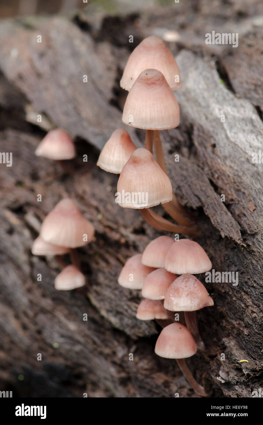 Bleeding fairy helmet, burgundydrop bonnet, bleeding Mycena, small ...