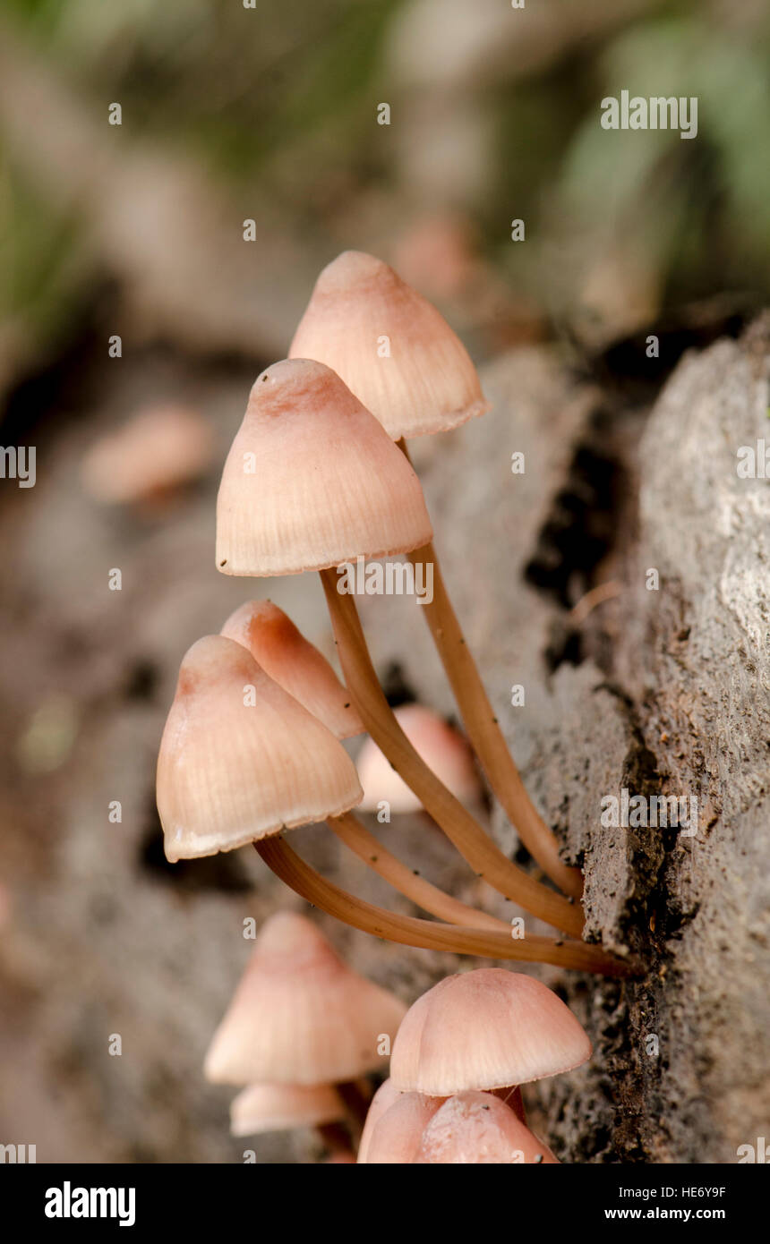 Bleeding fairy helmet, burgundy drop bonnet, bleeding Mycena, small ...
