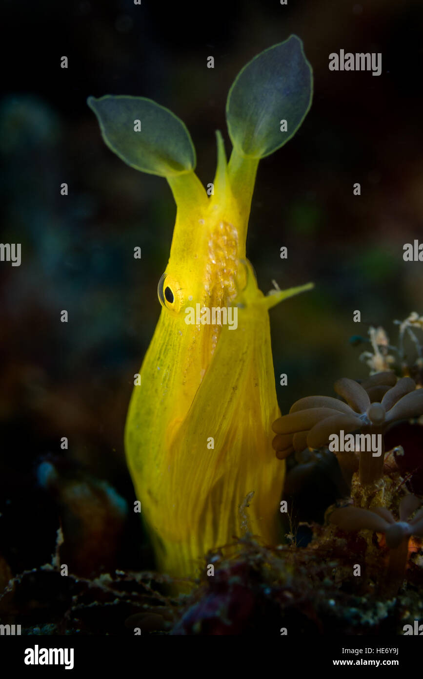 Blue and yellow ribbon eel hi-res stock photography and images - Alamy